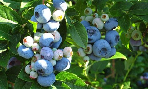 Голубика джорма описание сорта