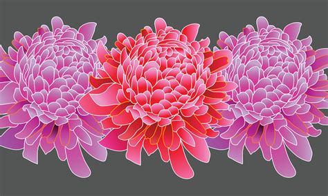 Red Purple Torch Ginger Vector For Background Design 33950788 Vector Art At Vecteezy