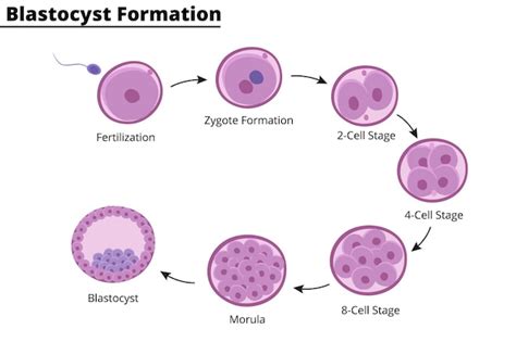 Premium Vector Formation Of Blastocyst First Week Of Pregnancy In Vitro Fertilization