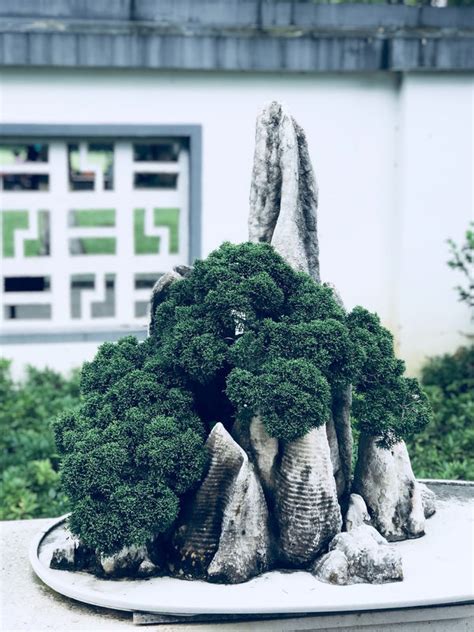 What Compliments Bonsai Trees Bonsai Tree Help