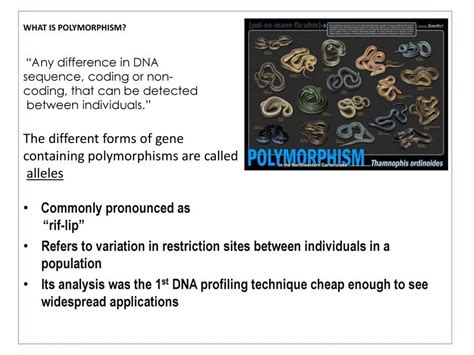 Restriction Fragment Length Polymorphism PowerPoint Slides LearnPick India