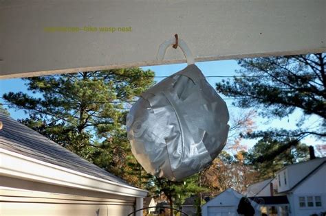 How To Deter Wasps Garden Org