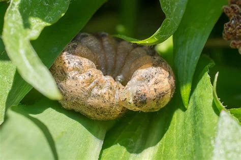 How To Identify And Control 13 Common Pepper Pests