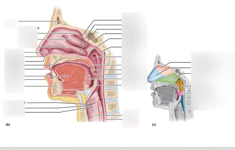 Resp Pt 2 Diagram Quizlet