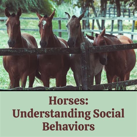 Social Behaviors Of Wild And Domestic Horses Pethelpful