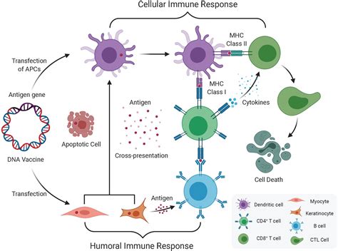 Recombinant Dna Vaccines
