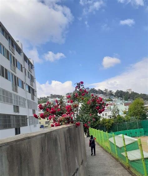 담장 밖이 궁금한 장미 장미의 계절 5월 로즈 데이 로즈 힙 네이버 블로그