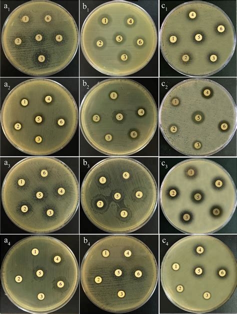 Antibacterial Activity Results Of Desorbed Tc Against Escherichia Coli Download Scientific