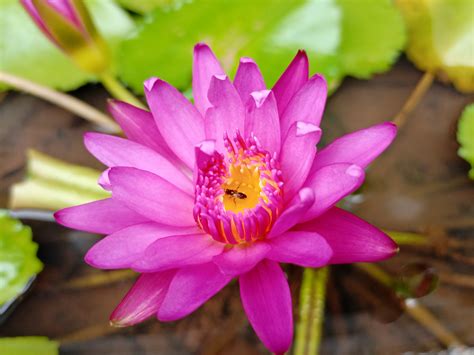 Review Infinix Note Murah Kencang Besar Dan Lengkap Page Of Jagat Gadget