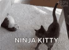 Ninja Cat 