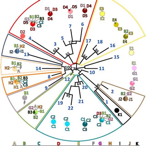 Dendrogram Of Genetic Distances Between Clusters Using Nei 1972 Download Scientific Diagram
