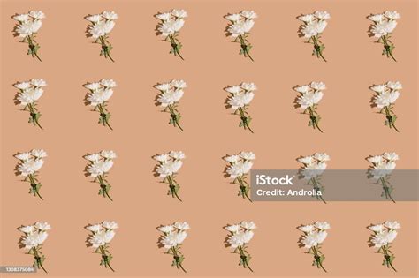 베이지 색 배경에 국화 꽃으로 만든 창조적 인 패턴 자연 개념 최소한의 스타일 햇볕이 잘 드는 평평한 평지 위쪽 보기 개념에