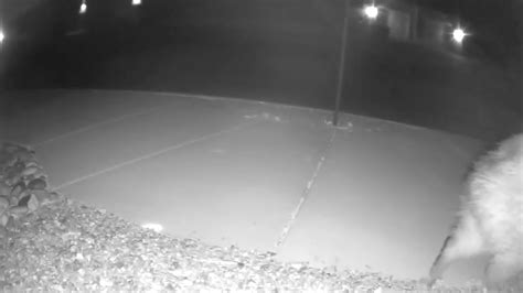 Big Javelina Youtube