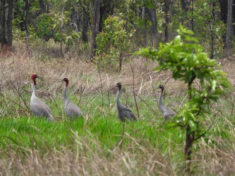 ជំរឿនសត្វក្រៀល២០២២ ២៣បង្ហាញថាក្រៀលមានចំនួនខ្ពស់បំផុតរយះពេល៥ឆ្នាំចុងក្រោយនេះ សុីសុីថាមស៍