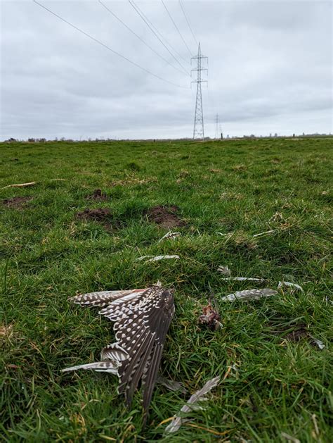 Avian Collision Avoidance System Acas