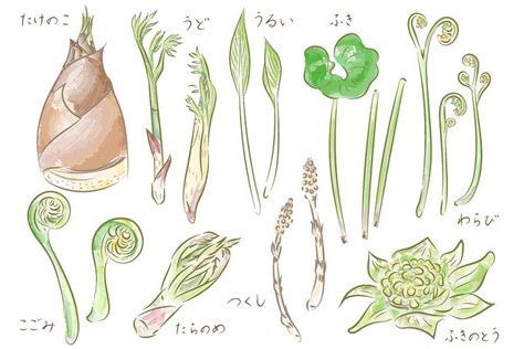 フキノトウとフキ 名前が異なる理由は食べる部位の違いから 苦味成分の正体とは Hint Pot 3