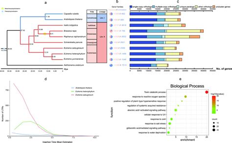 Evolutionary And Comparative Genomic Analyses Of The Newly Assemblede