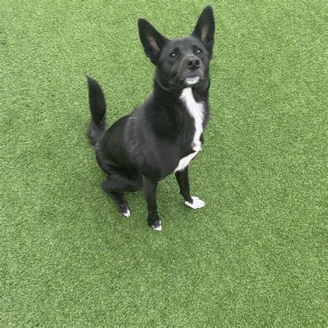 진도믹스 마루 푸숑특징 고양이특징 랙돌특징 러시안블루특징 먼치킨특징 브리티쉬숏헤어특징 노르웨이숲특징 데본렉스특징 뱅갈특징 샴특징 셀커크렉스특징 스코티쉬폴드특징 스핑크스특징