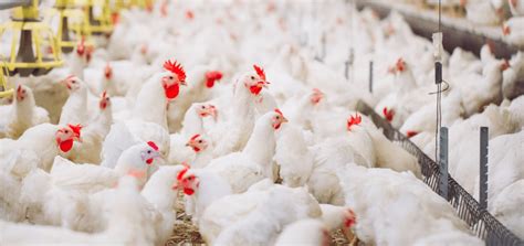 Anomaly Detection Digital Farming Solutions