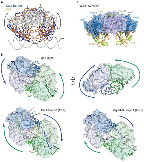 The Vapb1 C Terminal Extension Is A Flexible Cross Linking Module A Download Scientific