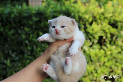 CFA双血统英短乳白 高清宠物猫照片 知乎