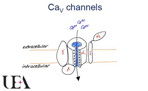 Calcium Ion Channels Flashcards Quizlet