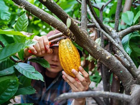 Premium Photo Closeup Hands Of A Cocoa Farmer Use Pruning Shears To