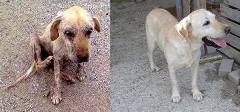 Χαμένα ΚΑΤΟΙΚΙΔΙΑ Ας τα βοηθήσουμε όλοι να βρουν το σπίτι τους Facebook