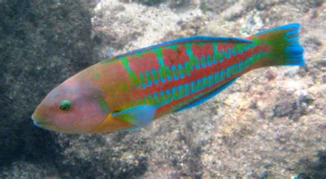 Christmas Wrasse Facts And Information
