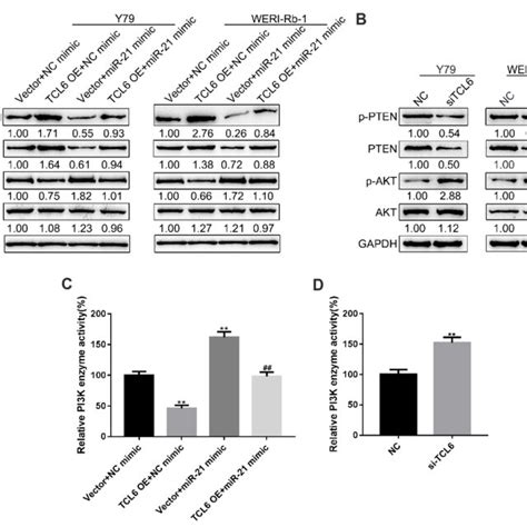 Pten Pi3k Akt Signaling Pathway Is Involved In Long Non Coding Rna Download Scientific Diagram