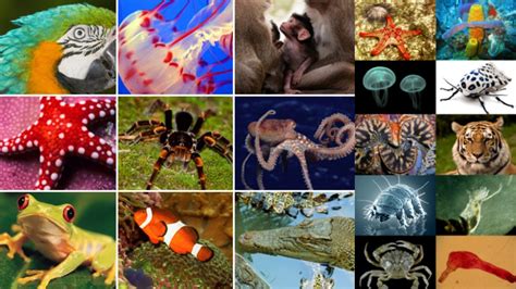 Phylum Chordata Definition Characteristics Classes Biology Notes