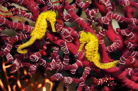 Seahorse Facts Habitat Behavior Diet