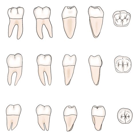 Left Mandibular Molars