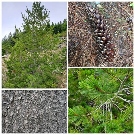 19 Common Trees Of Vancouver Island Identification Tips