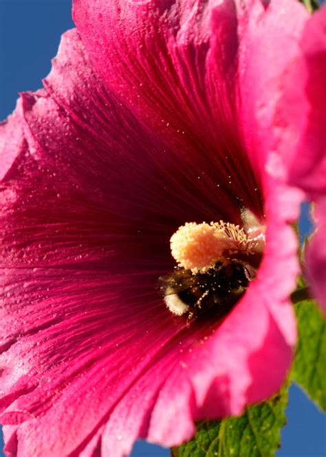 Cunnilingus By Fredscalliet On Deviantart