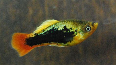 Evolution Of Sex And Sexual Selection Flashcards Quizlet