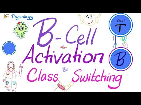 Understanding B Cell Activation And Class Switching In Immunology