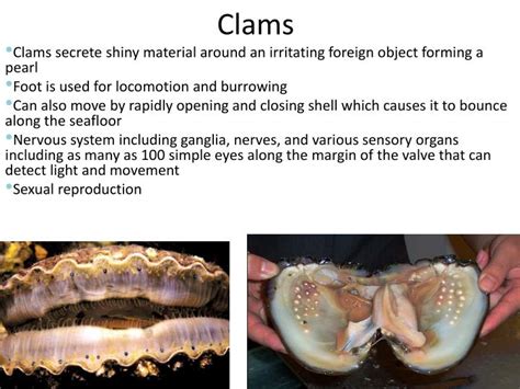Ppt Phylum Mollusca Powerpoint Presentation Id6100279