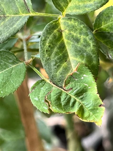 Rose Leaf Problem Form Anthracnose Leaf Spotunhealthy Plant Fungal