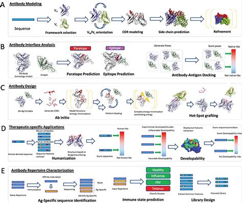 Computational Design Of Antibodies For Drug Discovery Yodo Diagnosticplex Limited Provide High