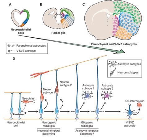 [pdf] Astrocyte Development And Heterogeneity Semantic Scholar