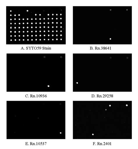 Verification Of Specificity Microarrays Were Printed With 1816 Download Scientific Diagram