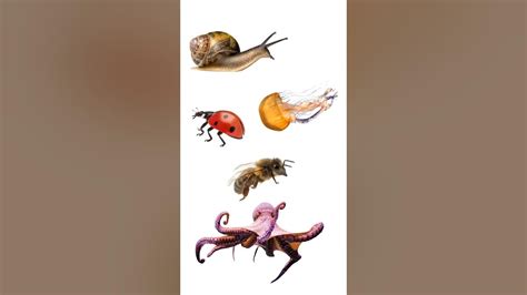 🔬🐱🐠ხერხემლიანი და უხერხემლო ცხოველები🌿☘️🍀 Youtube