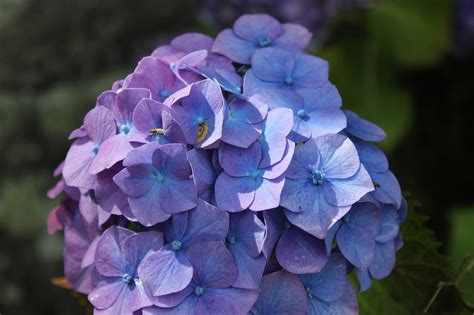 绣球花 紫 粉色 Pixabay上的免费照片 Pixabay