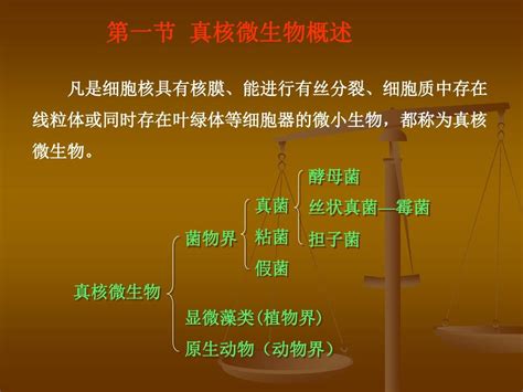 真核微生物概述ppt X页word文档在线阅读与下载免费文档
