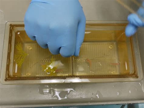 Video Multi Photon Time Lapse Imaging To Visualize Development In Real