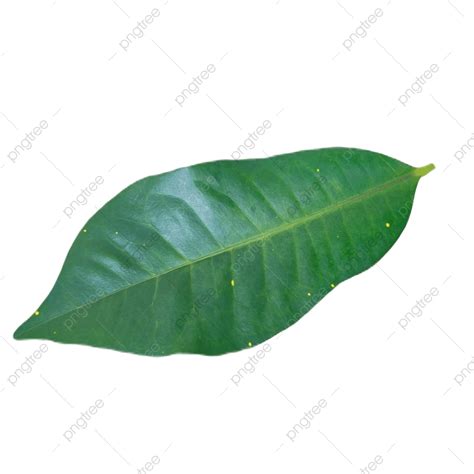 Gambar Ilustrasi Daun Daun Daun Taman Tanaman Png Transparan Clipart Porn Sex Picture