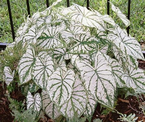 Каладиум White Christmas Caladium | Bloemen