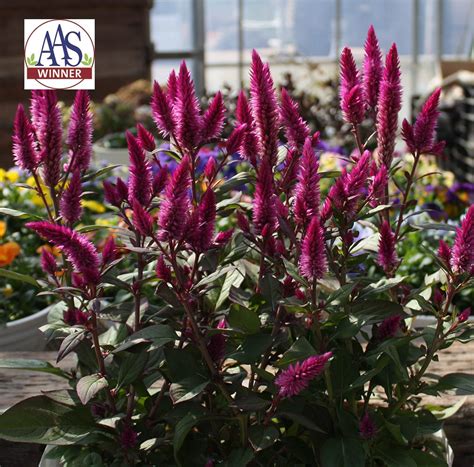 Whats Eating My Celosia At Helen Mcewen Blog