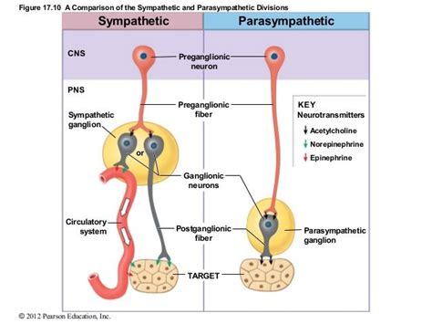 Ch 17 Lecture Presentation 10 Things Parasympathetic Pearson Education